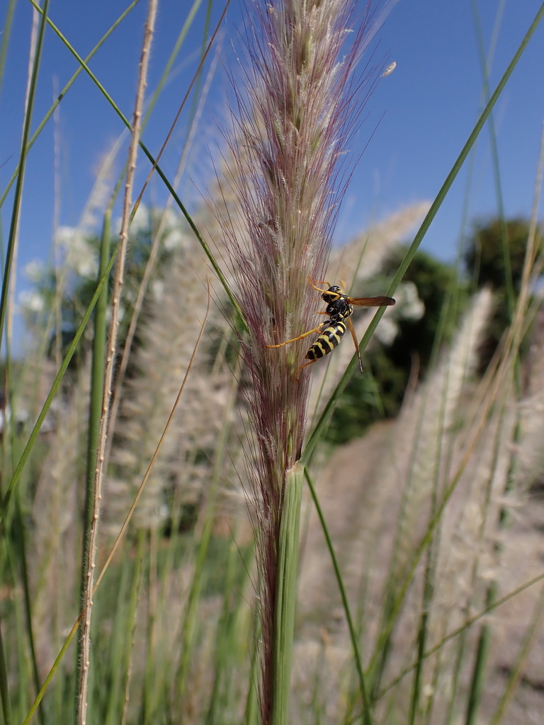 Typical Paper Wasps from Palermo, PA, Italy on July 10, 2024 at 10:41 ...