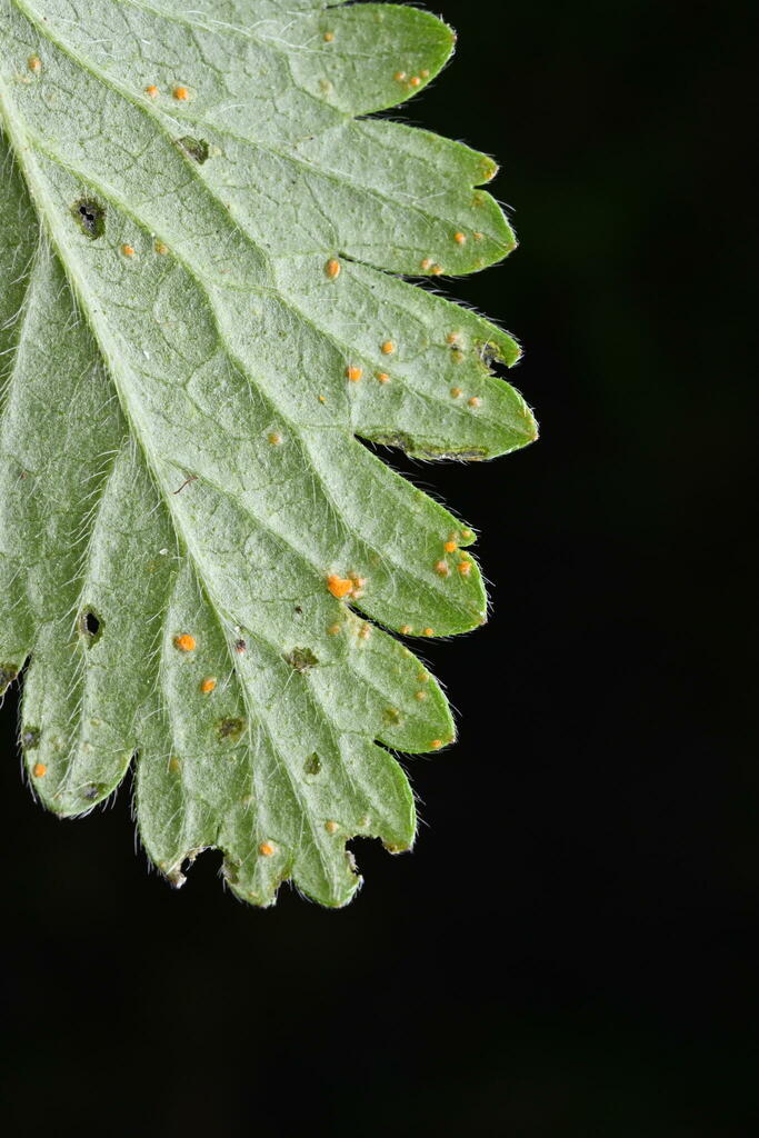 Mock Strawberry Rust from Croydon Road, New Lynn, Auckland 0600, New ...