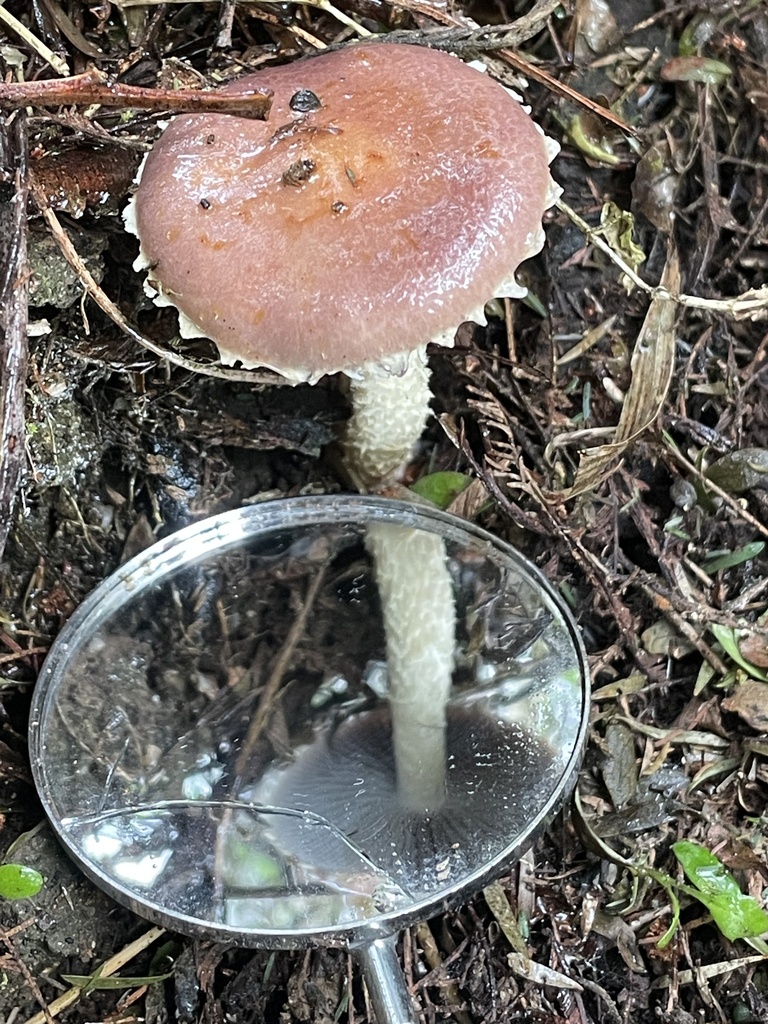 Stropharia formosa from Tarago River Forest Reserve, Neerim, VIC, AU on ...