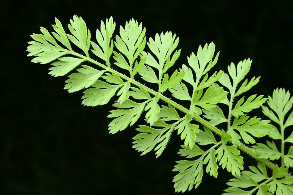 wild carrot (BIO 130 Illinois Species ID ) · iNaturalist