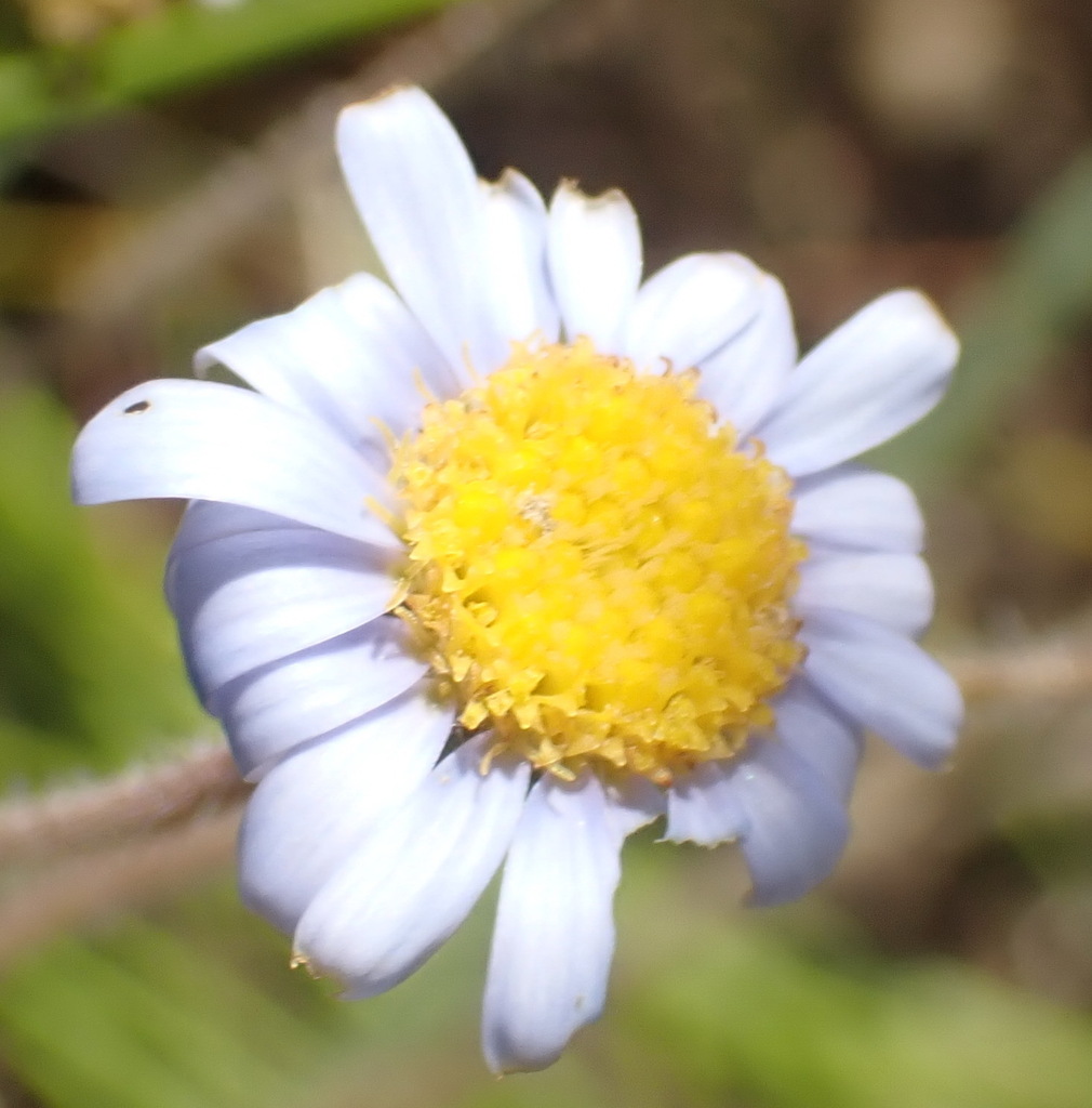 Felicia amoena latifolia from Endlovana, Garden Route District ...