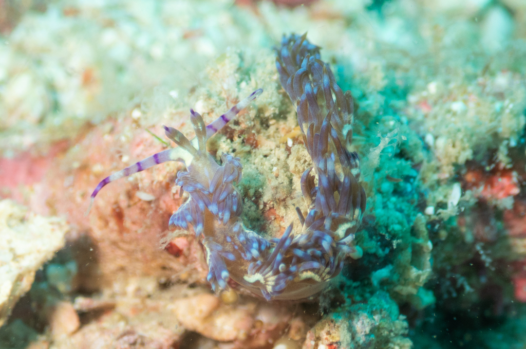 Blue Dragon from Tioman Island, Pahang, Malaysia on September 24, 2024 ...