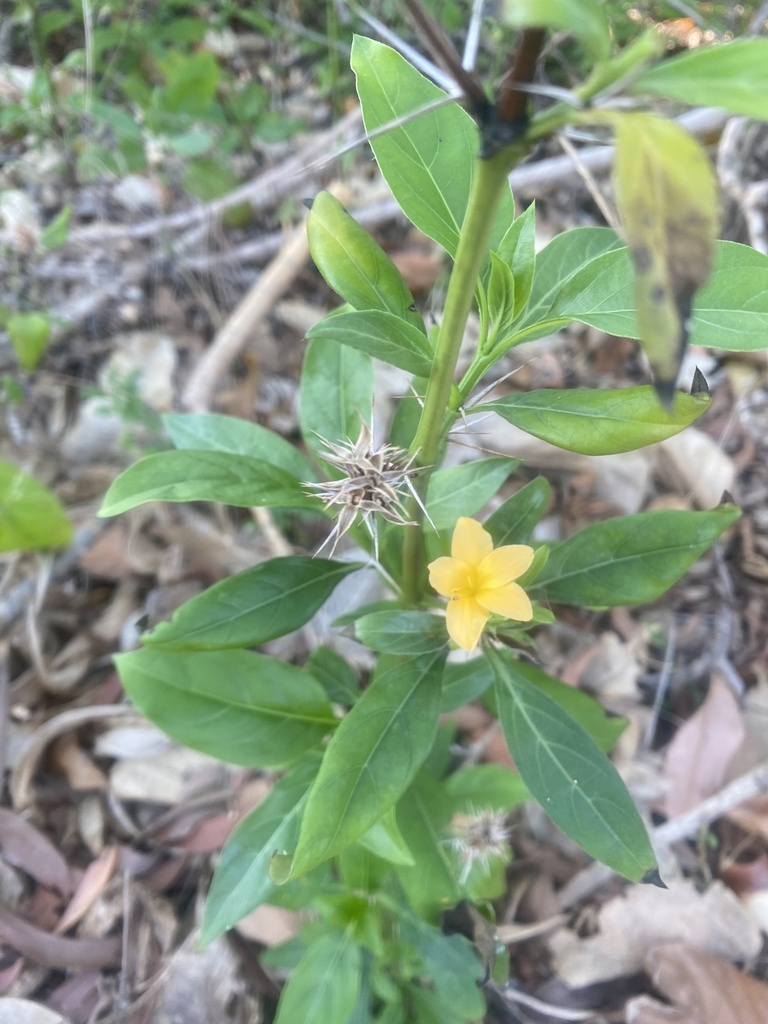 porcupine flower from East Point Reserve, East Point, NT, AU on ...