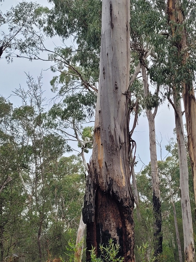 mountain grey gum from Won Wron VIC 3971, Australia on September 4 ...