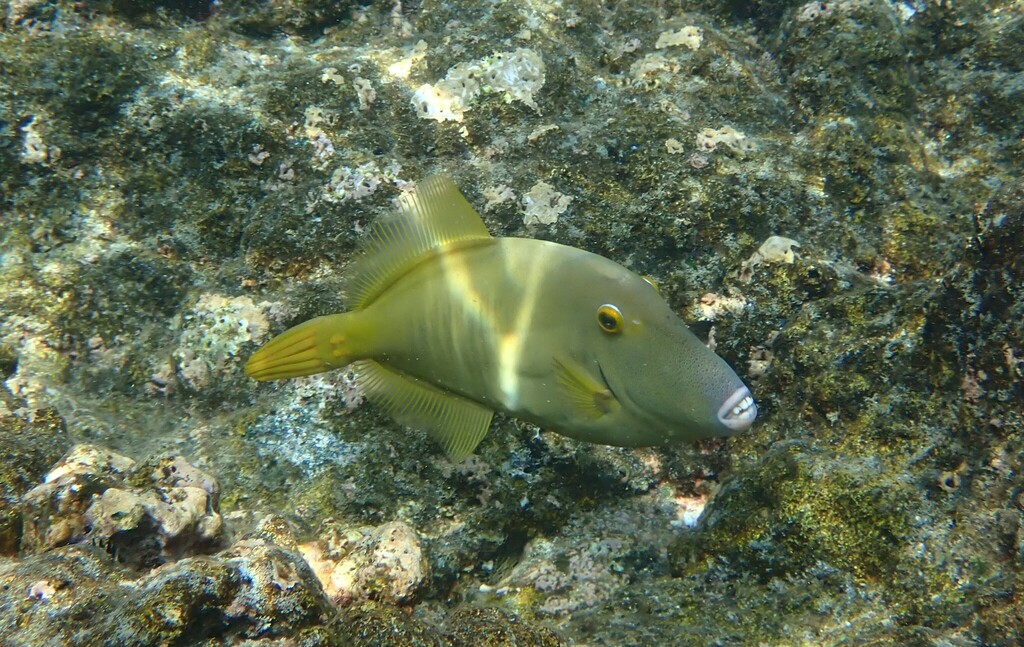 Barred Filefish from Kealakekua Bay, Hawaii 96704, USA on September 21 ...