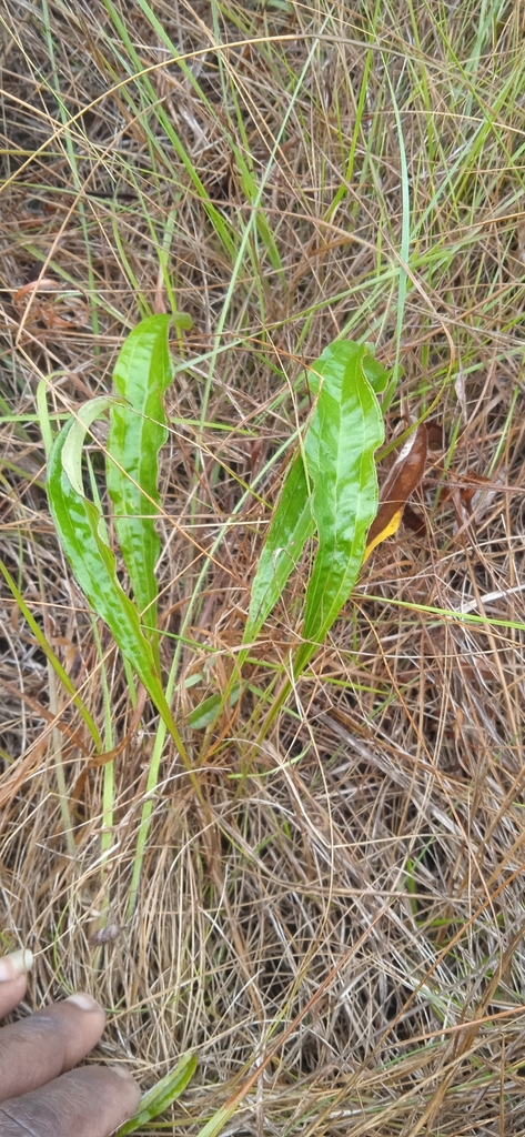 Blue Devils from Nkondwana, South Africa on September 20, 2024 at 09:25 ...