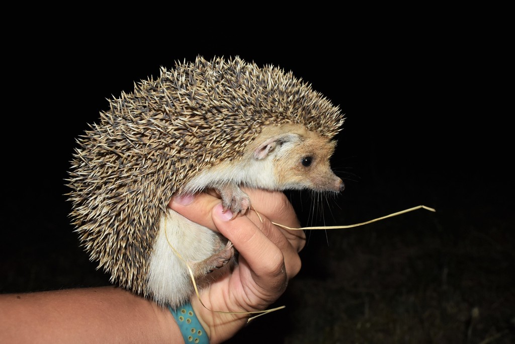 Long-eared Hedgehog (Hemiechinus auritus) - Know Your Mammals