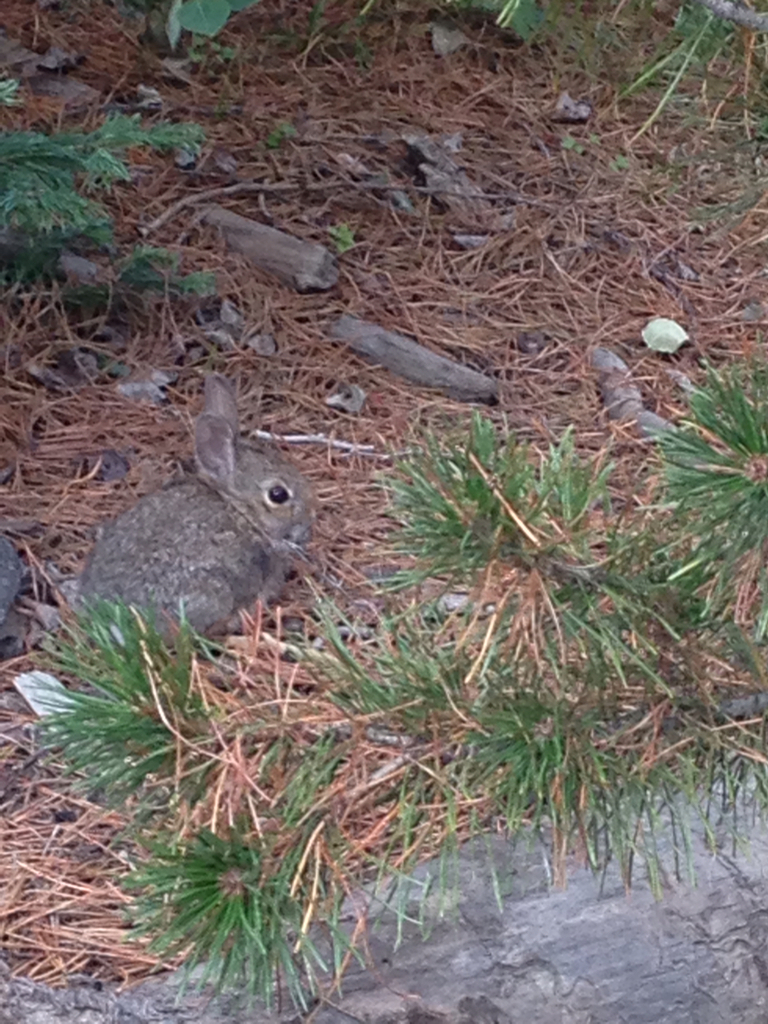 Mountain Cottontail from Rocky Mountain, Rocky Mountain National Park ...