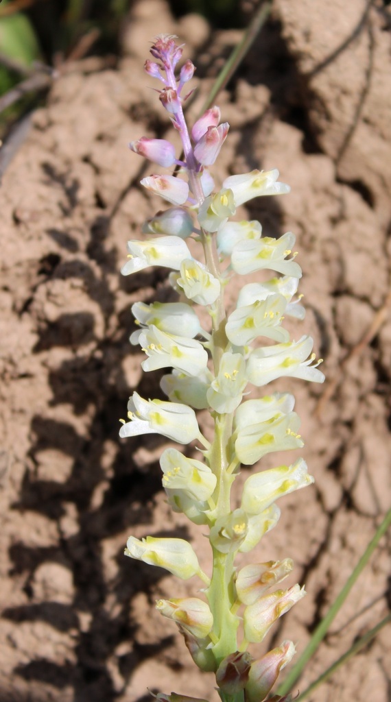 Pale Viooltjie from West Coast, ZA-WC, ZA on September 22, 2024 at 12: ...