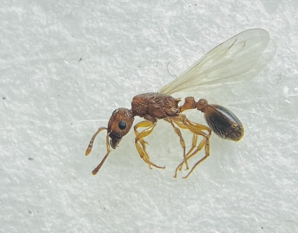 Bicolored Pennant Ant in September 2024 by tako_ant · iNaturalist