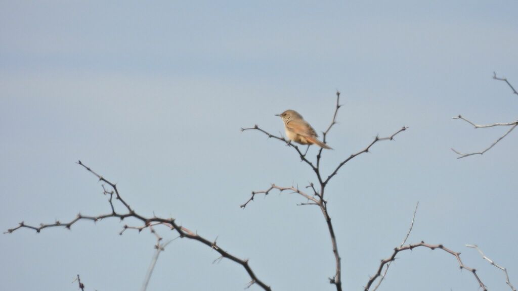 Sharp-billed Canastero from Lihuel-calel, La Pampa, Argentina on ...