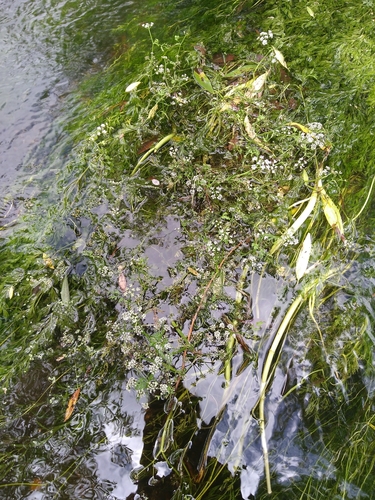 River Water-dropwort (Oenanthe fluviatilis) · iNaturalist United Kingdom