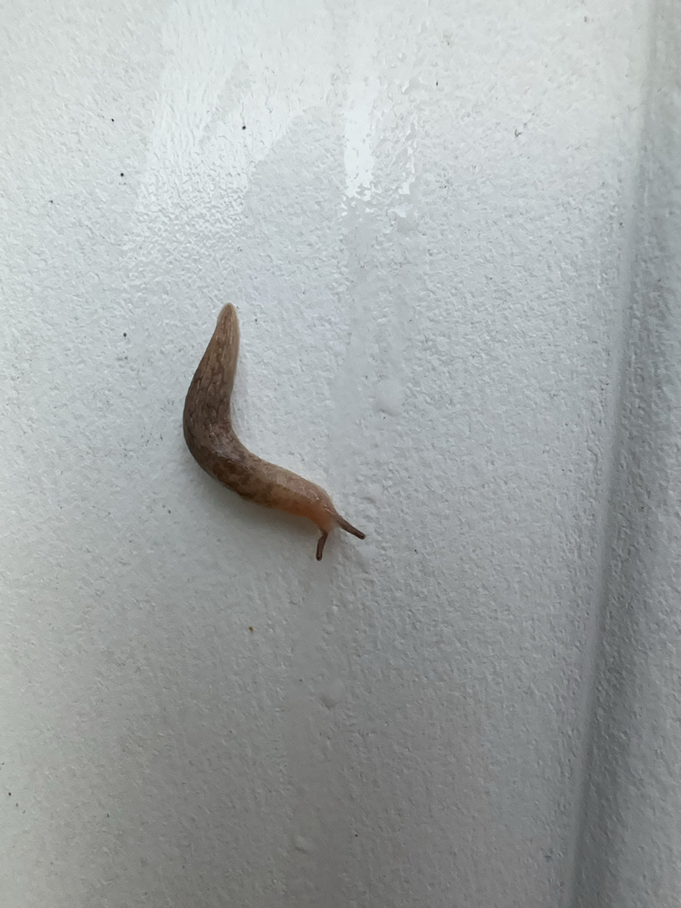 Smooth Land Slugs from Scandia on September 25, 2024 at 07:14 AM by Ann ...