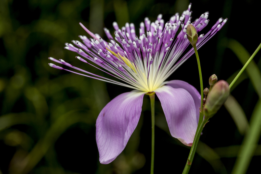Cleome angulata from Konkan Division, Maharashtra, India on September ...