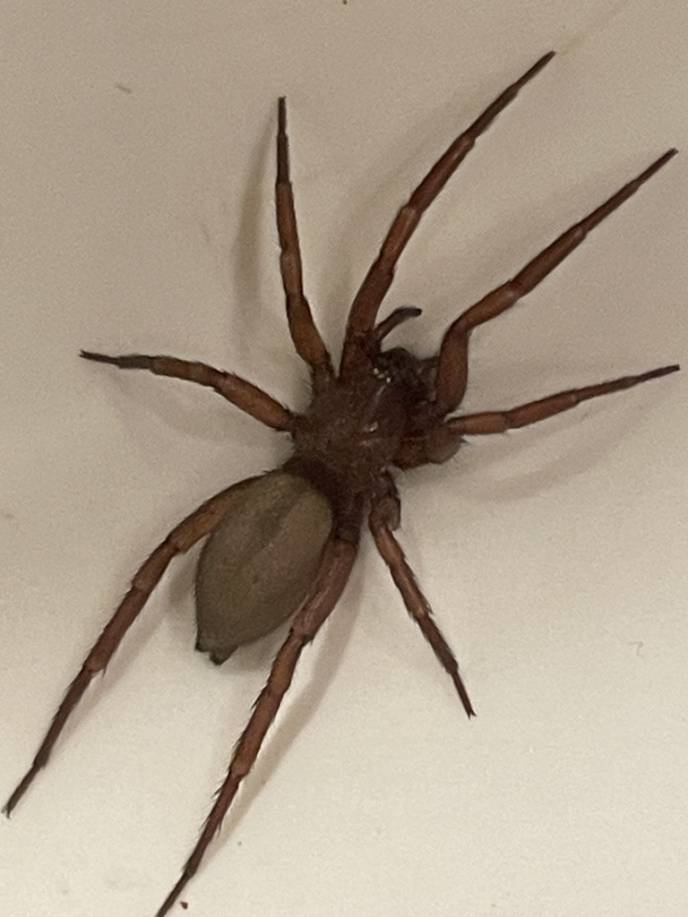 Stealthy Ground Spiders from Lyons Valley Rd, Jamul, CA, US on ...