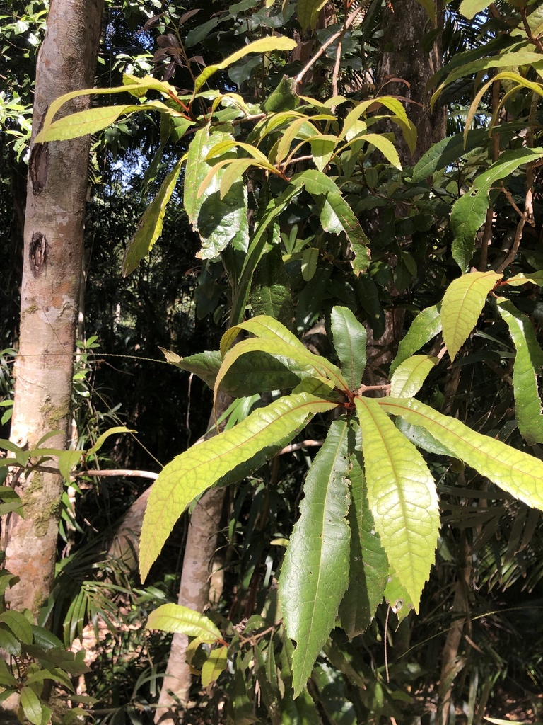rusty helicia from Nightcap National Park, Whian Whian, NSW, AU on ...