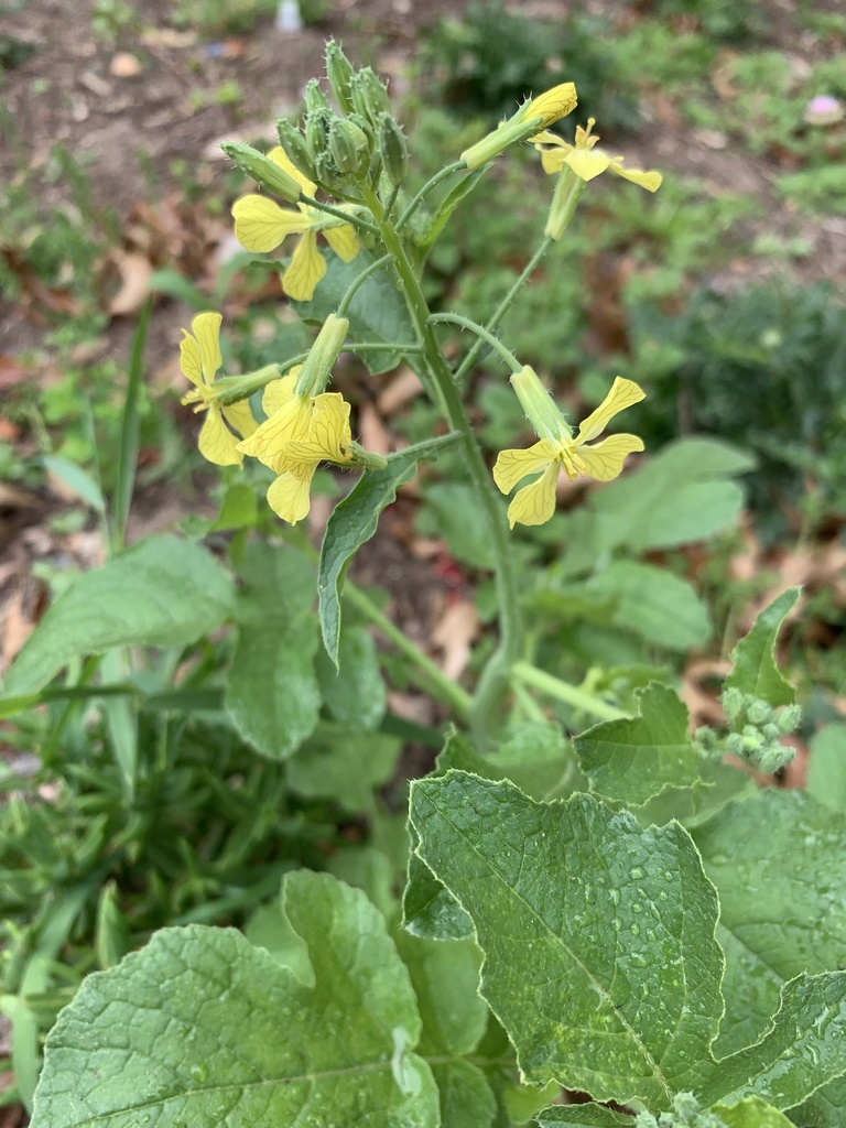 Wild radish from Stellenbosch University, Stellenbosch, WC, ZA on September 25, 2024 at 10:34 AM ...