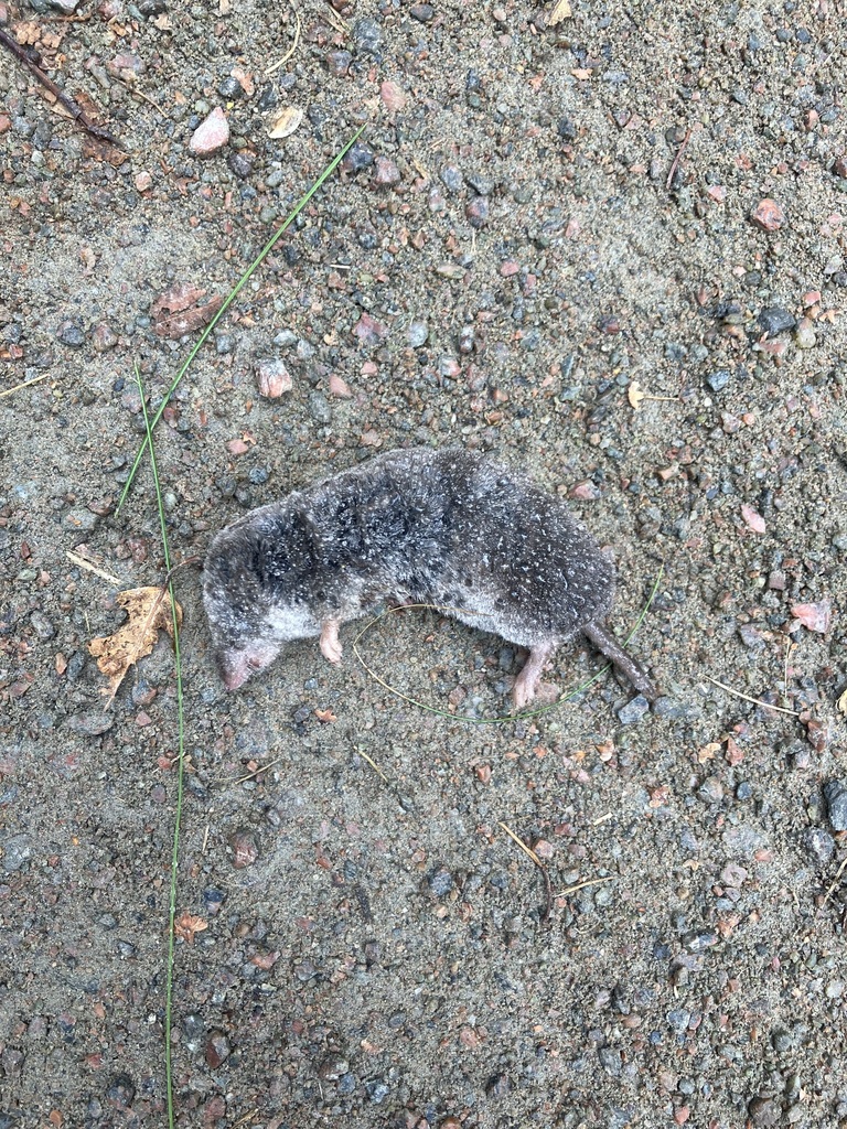 Northern Short-tailed Shrew from Sackville, NB, Canada on September 25 ...