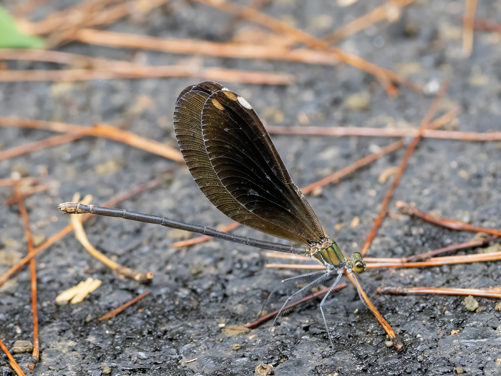 Matrona basilaris from 中国湖北省武汉市黄陂区 on September 17, 2024 at 12:56 PM by ...