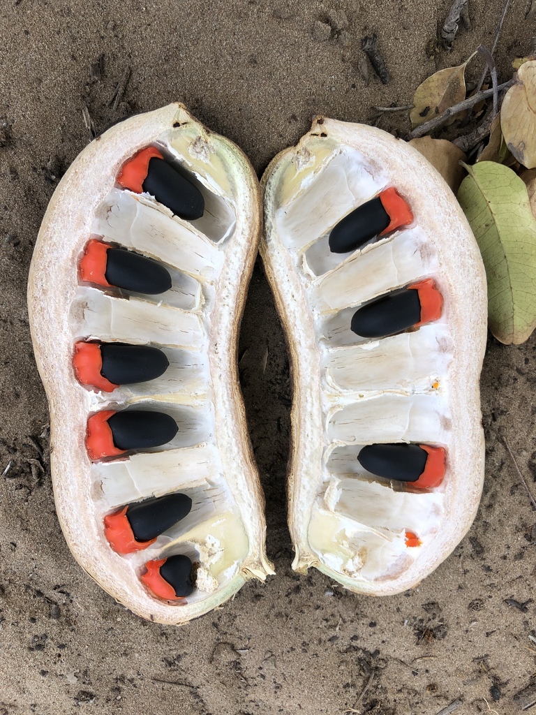 Pod-mahogany from Lowveld, , LP, ZA on June 22, 2019 at 10:20 AM by ...