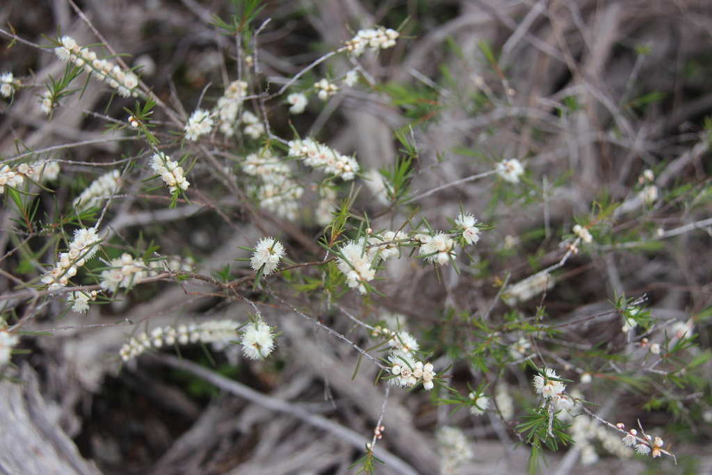 White Myrtle from Martin WA 6110, Australia on September 4, 2024 at 06: ...