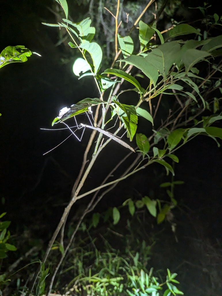 Cyclone Larry Stick Insect from Mareeba QLD 4880, Australia on ...
