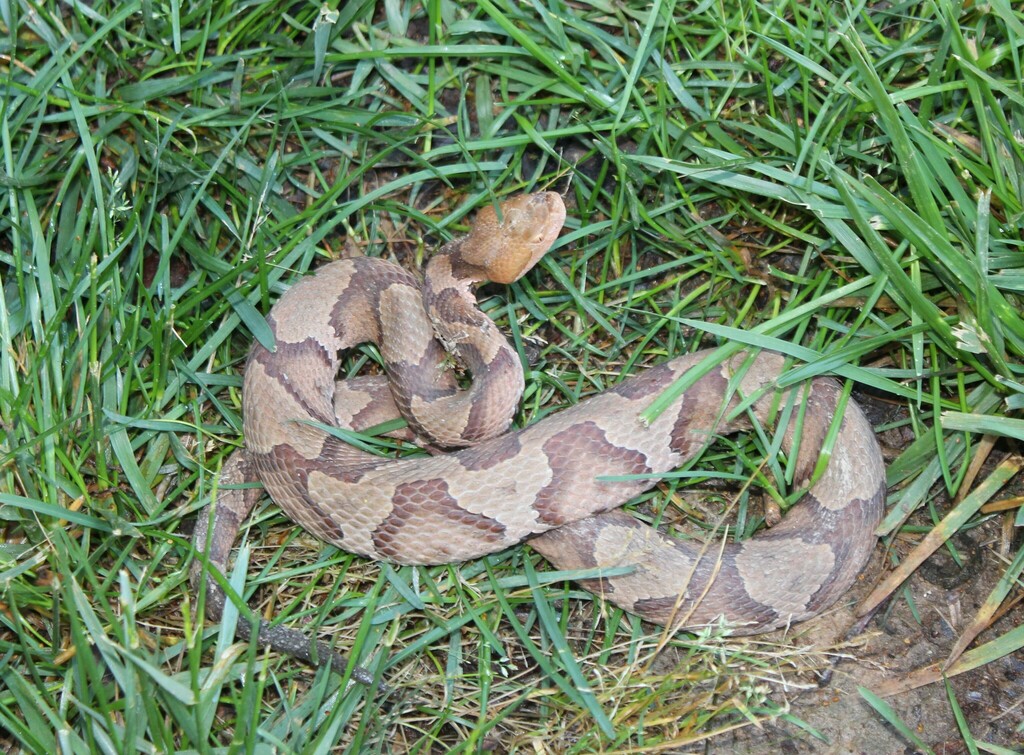 Eastern Copperhead from Spotsylvania County, VA, USA on May 13, 2016 at ...