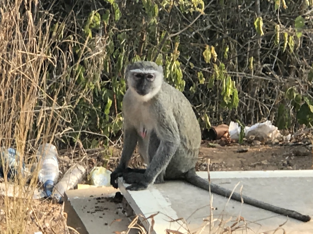 Malbrouck Monkey (Chlorocebus cynosuros) - Know Your Mammals