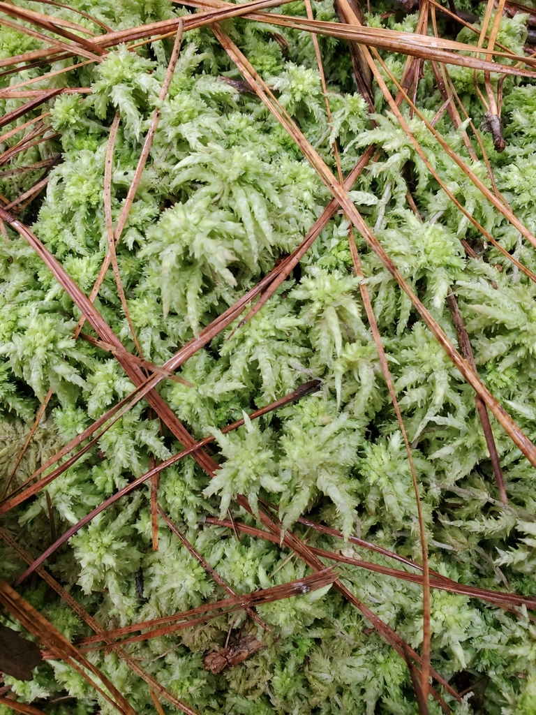 Prairie Peatmoss from Brookview, MD 21659, USA on September 25, 2024 at ...