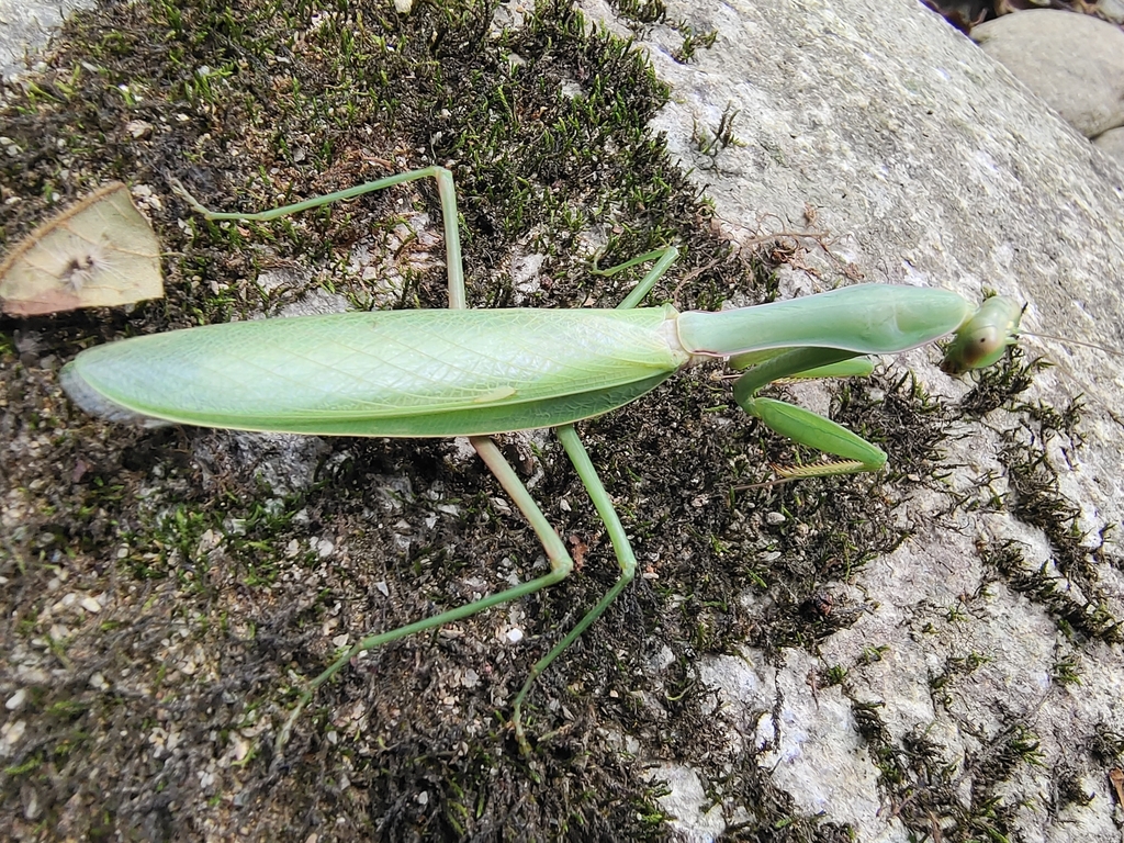 Hierodula chinensis from Yichun, CN-JX, CN on September 24, 2024 at 03: ...