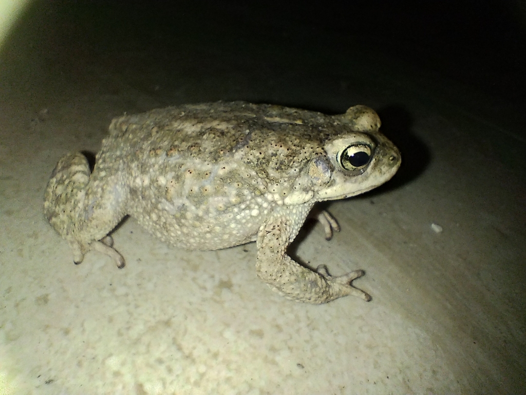 Indus Valley Toad from 92JP+6F, Jalisana, Gujarat, India on September ...