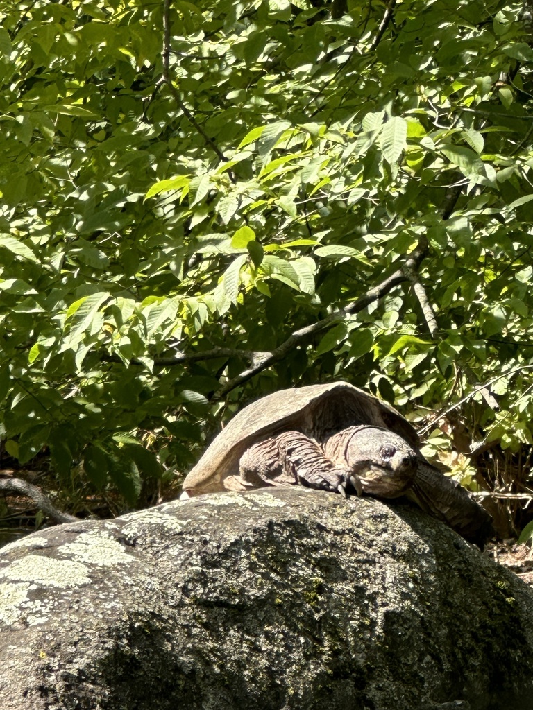 Common Snapping Turtle from Glens Falls Feeder Canal, Glens Falls, NY ...