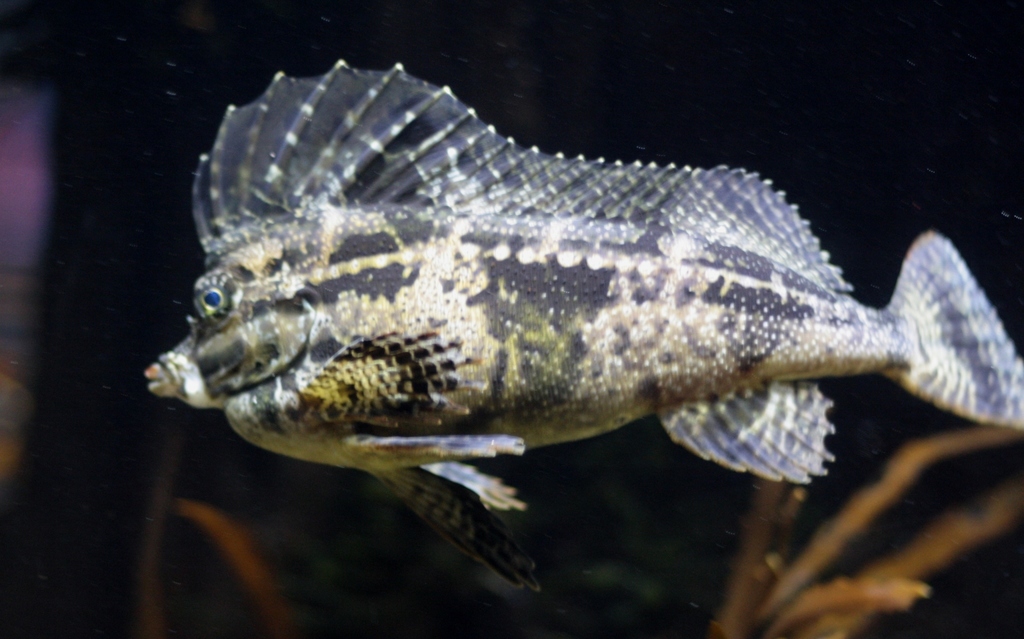 Horsefishes (Congiopodus) - Marine Life Identification