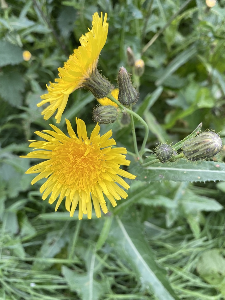 Perennial Sow Thistle from Isle Of Wight Area Of Outstanding Natural ...