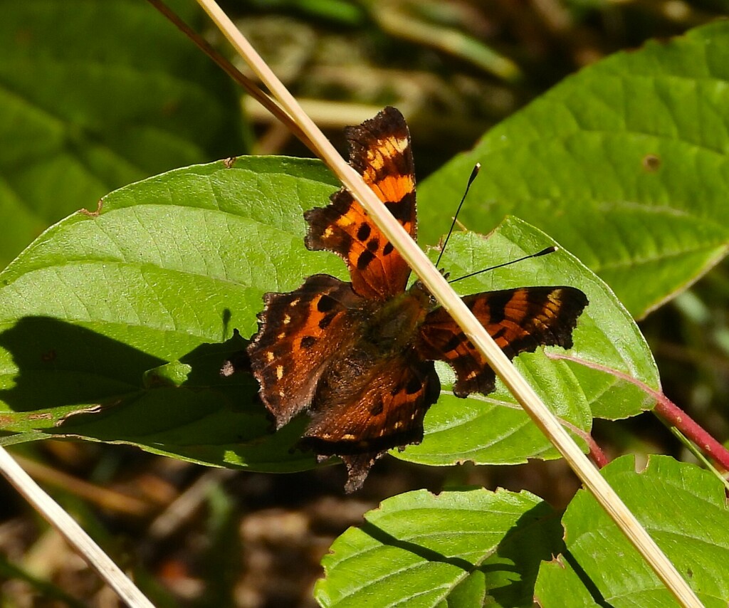 Green Comma from Yakima County, WA, USA on September 24, 2024 at 11:54 ...