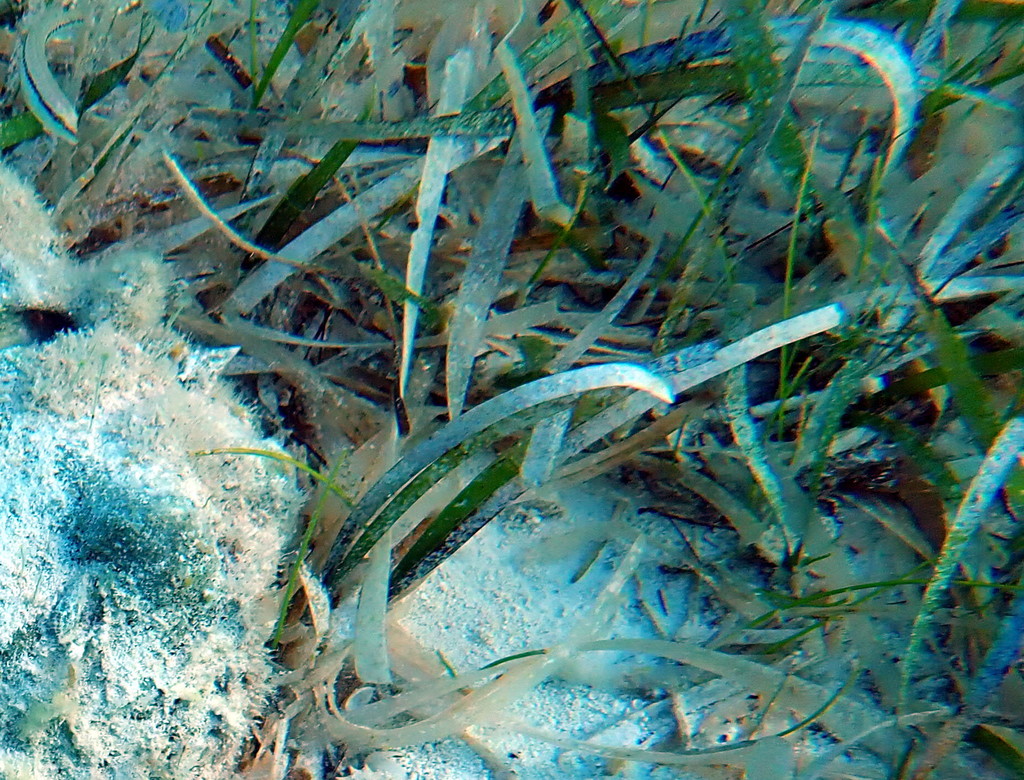 Turtle Grass from Graham's Harbor, San Salvador, The Bahamas on ...
