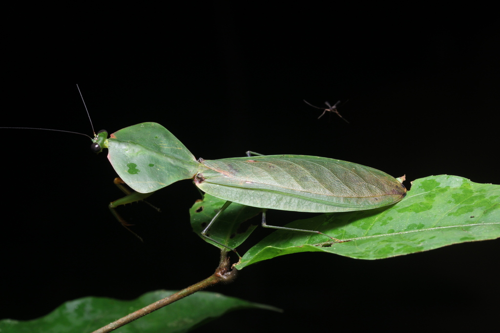 Tropical Shield Mantis from Maripasoula 97370, Guyane française on ...