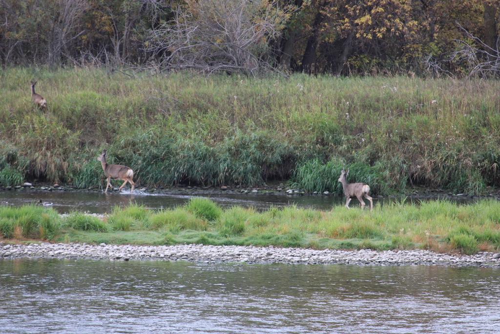 Rocky Mountain Mule Deer from Red Deer, AB, Canada on September 25 ...