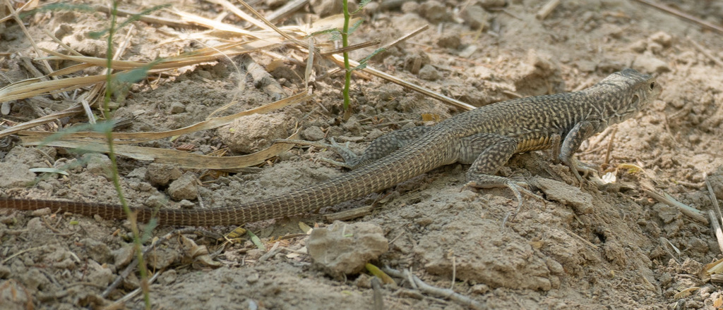 Marbled Whiptail from Big Bend National Park, Brewster County, US-TX ...