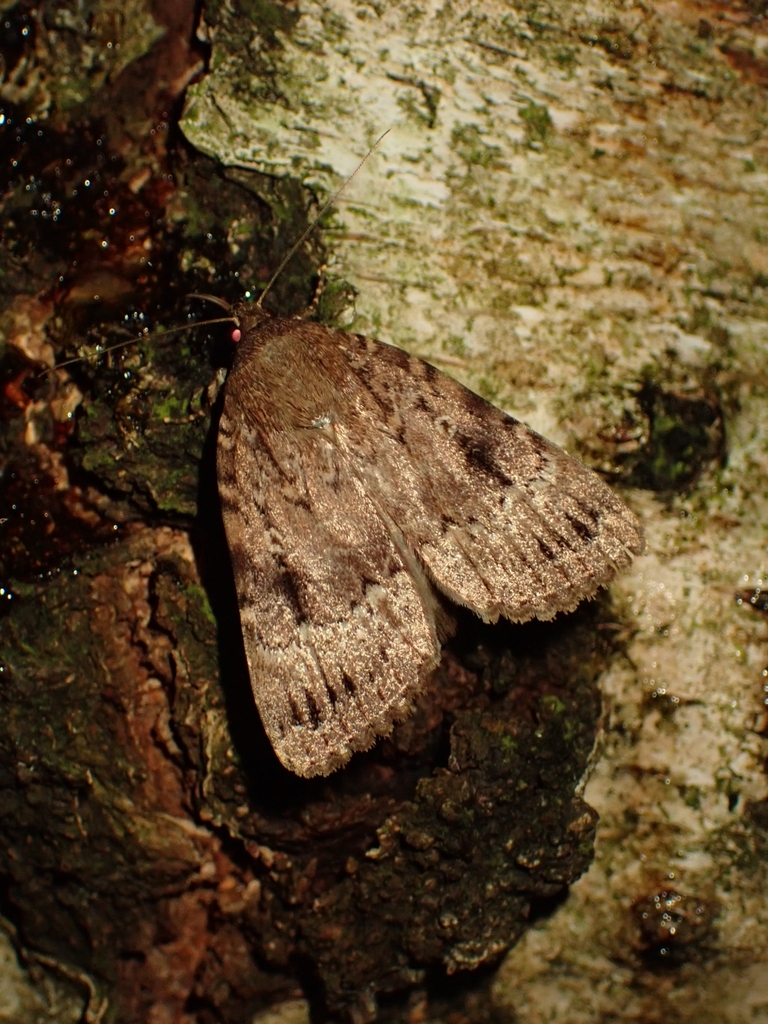 Eurasian Copper Underwing from Springe, 31832 Springe, Deutschland on ...