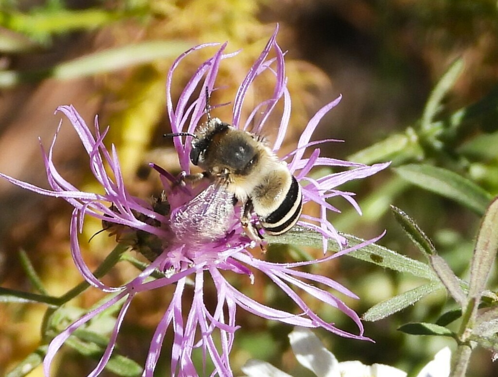 Urbane Digger Bee from Yakima County, WA, USA on September 24, 2024 at ...