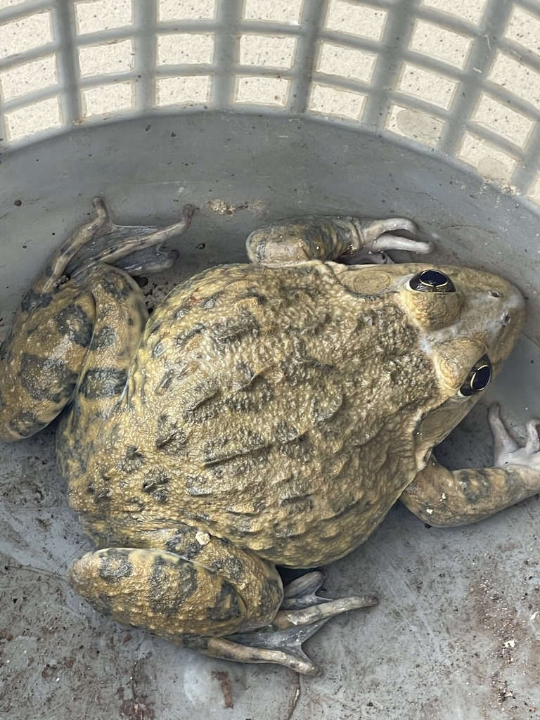 Crowned bullfrog from Dutse, Jigawa, NG on September 23, 2024 at 01:30 ...