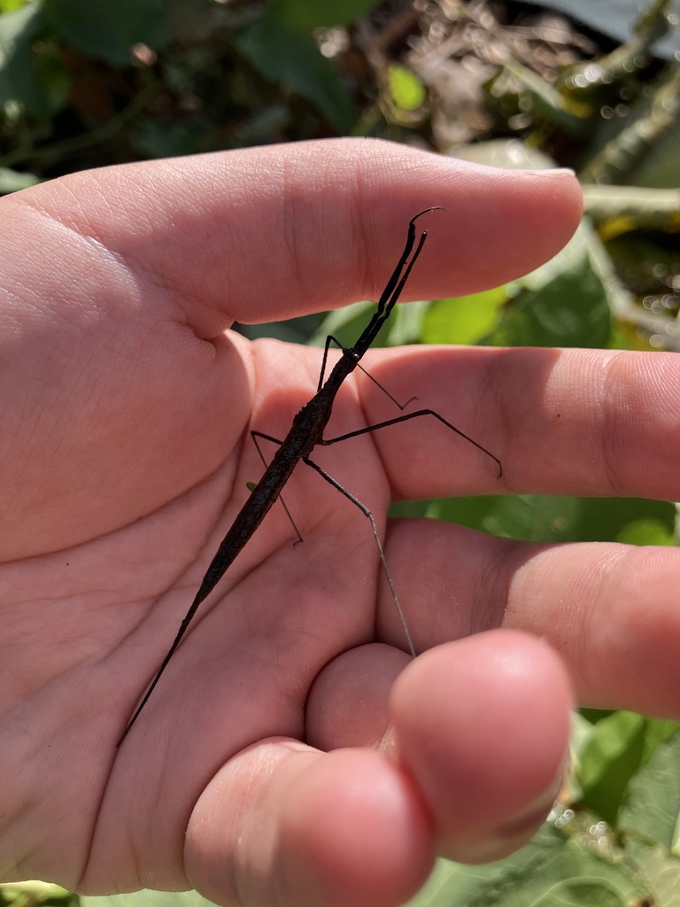 Ranatra from Alberta Ave, Lanse, MI, US on September 25, 2024 at 02:16 ...