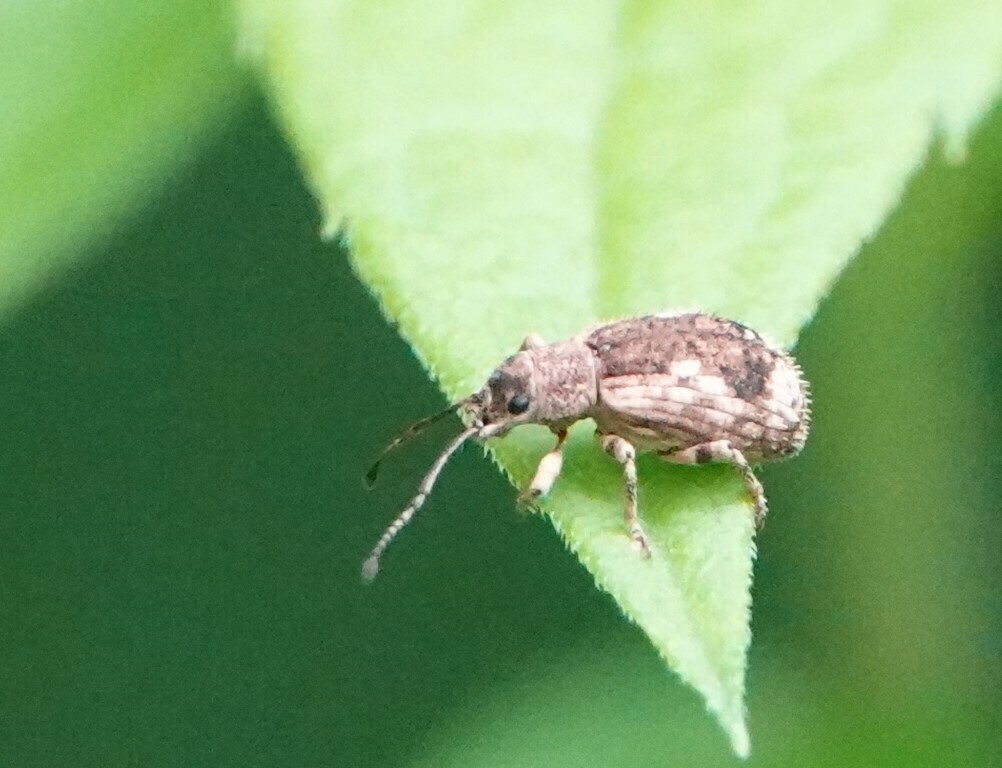 Peach Root Weevil from Bethany, CT 06524, USA on July 17, 2023 at 01:58 ...