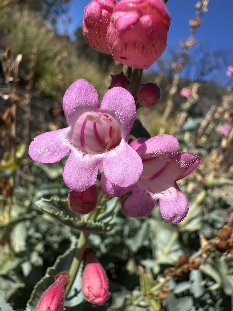 Sunset Crater beardtongue from Coconino National Forest, Flagstaff, AZ ...