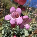 Sunset Crater beardtongue (Penstemon clutei) · iNaturalist