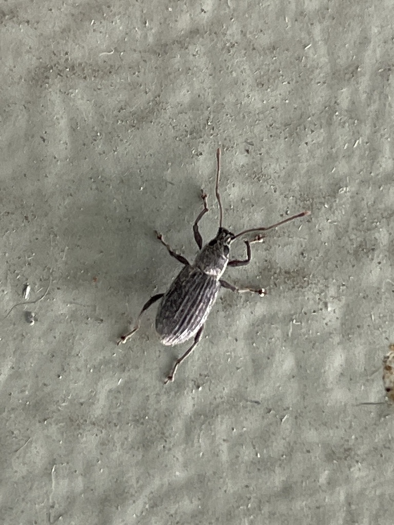 Asian Oak Weevil from Lyman Woods Nature Center, Downers Grove, IL, US ...