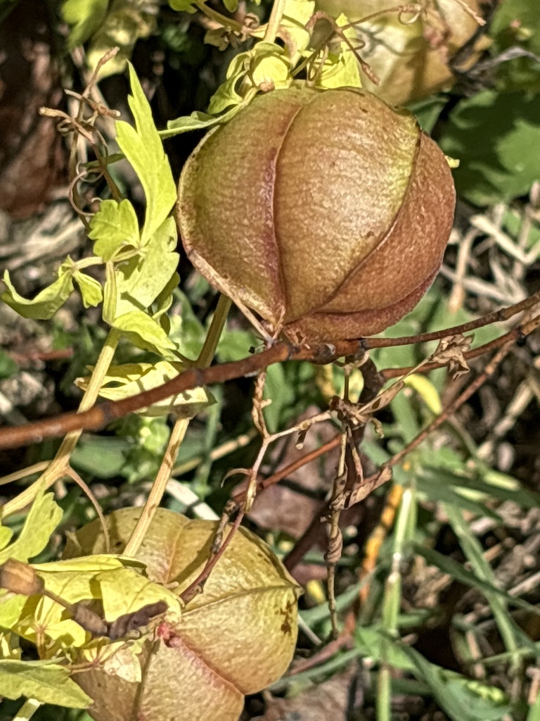 Lesser Balloon Vine from N Central Ave, Idabel, OK, US on September 25 ...