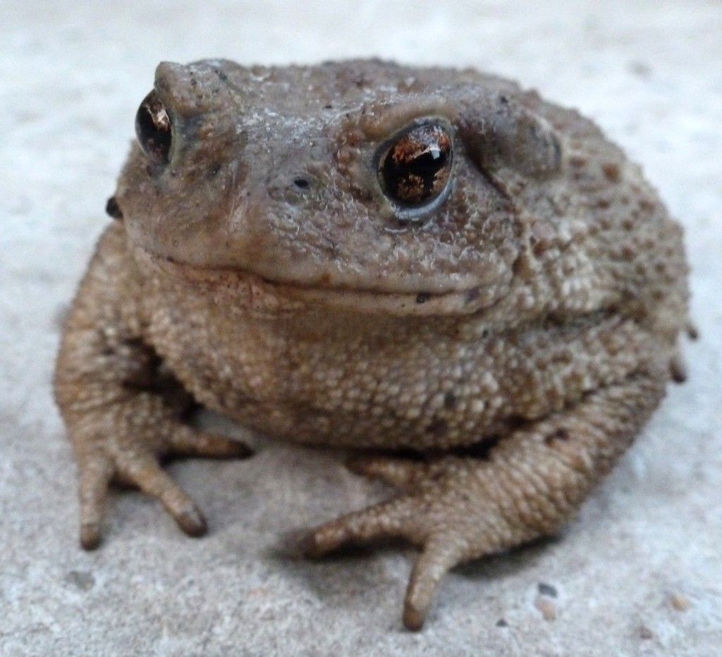 Caucasian Toad in June 2019 by Юрий Данилевский (Yuriy Danilevsky ...