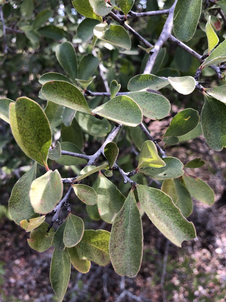Large-Flowered Spike-Thorn from Lowveld, , LP, ZA on June 22, 2019 at ...